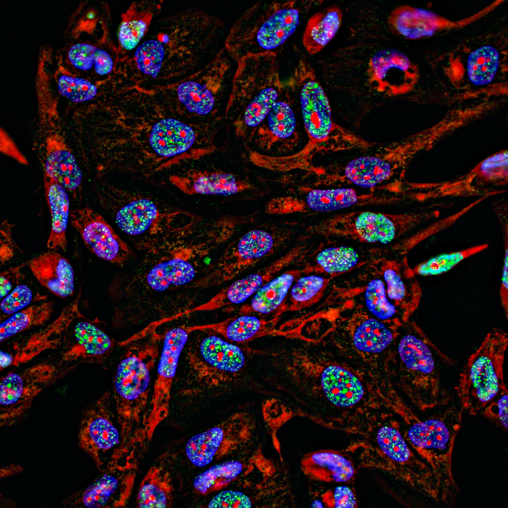 Immunofluorescence Staining Protocol: Step-By-Step Guide